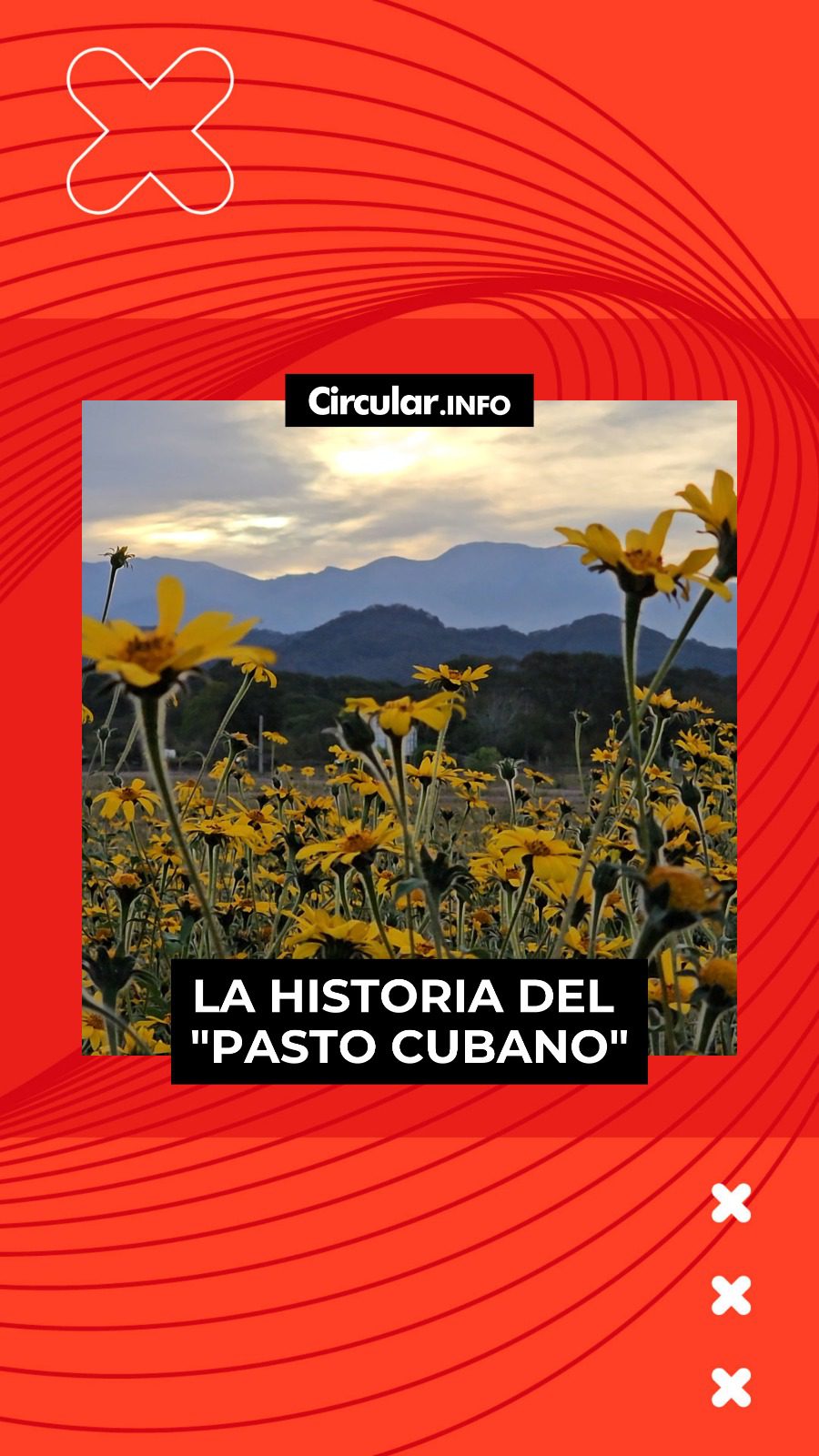 LA HISTORIA DEL "PASTO CUBANO" - Circular info